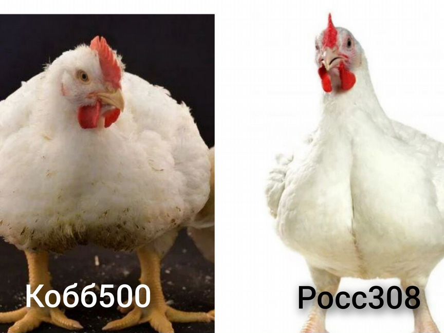 Сегодня в наличии суточный бройлер