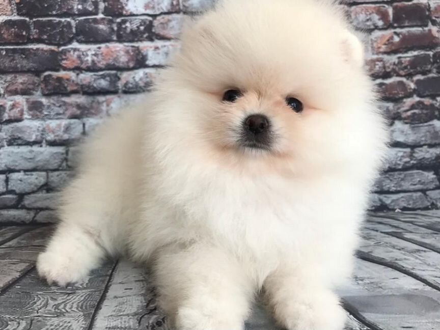 Померанский шпиц медвежьего типа