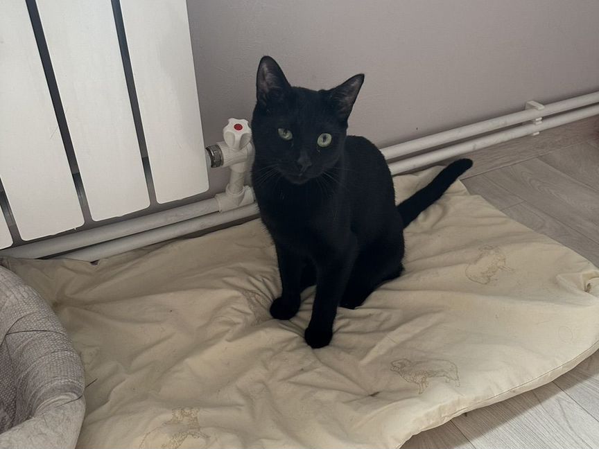 Любознательный Черныш ищет дом