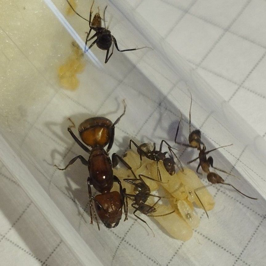 Муравьи Camponotus nicobarensis