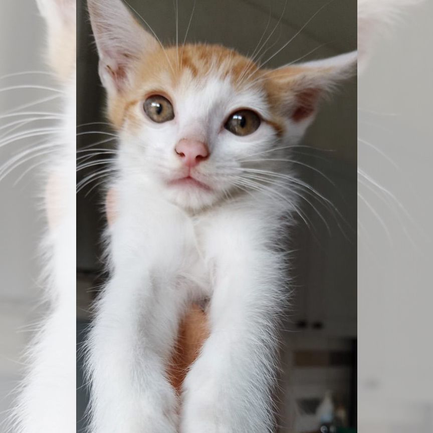 Рыжий котенок мальчик