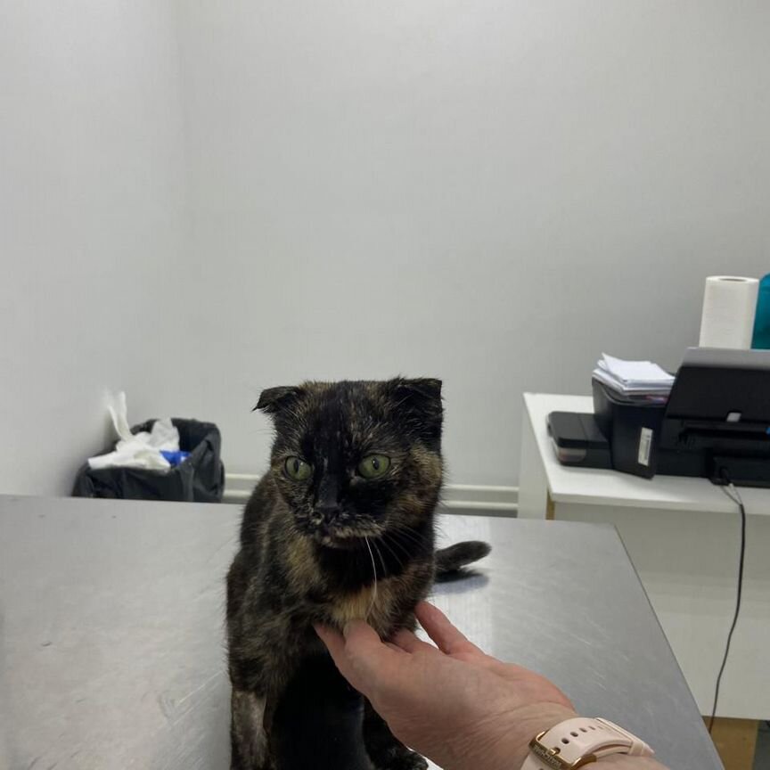 Пристроить кошку