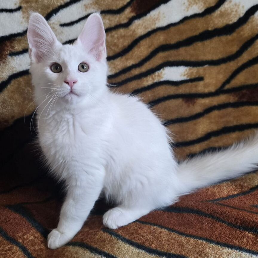 Мейн-кун котёнок