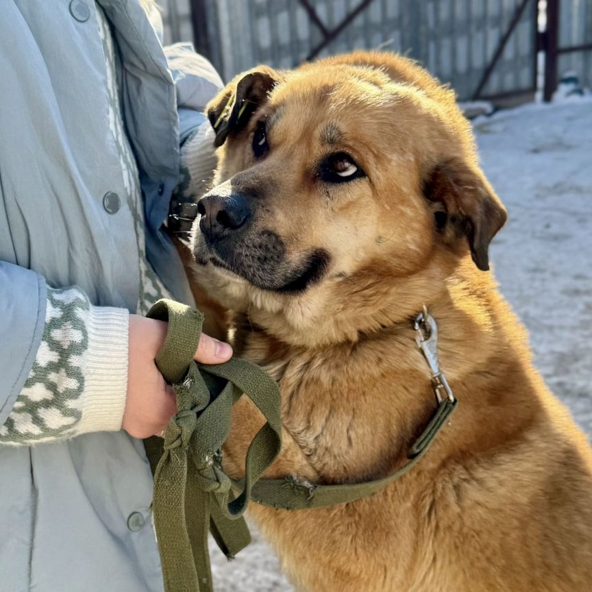 Собака кобель Рич