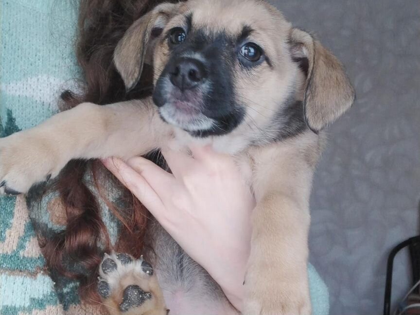 Щенки в добрые руки бесплатно