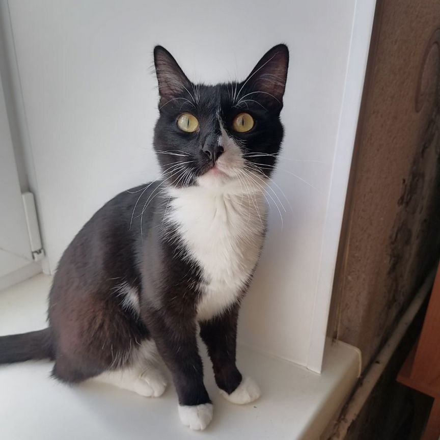 Домашние животные кот