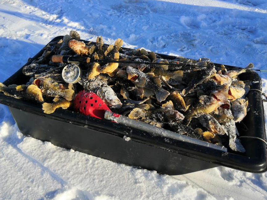 Ротан мороженный