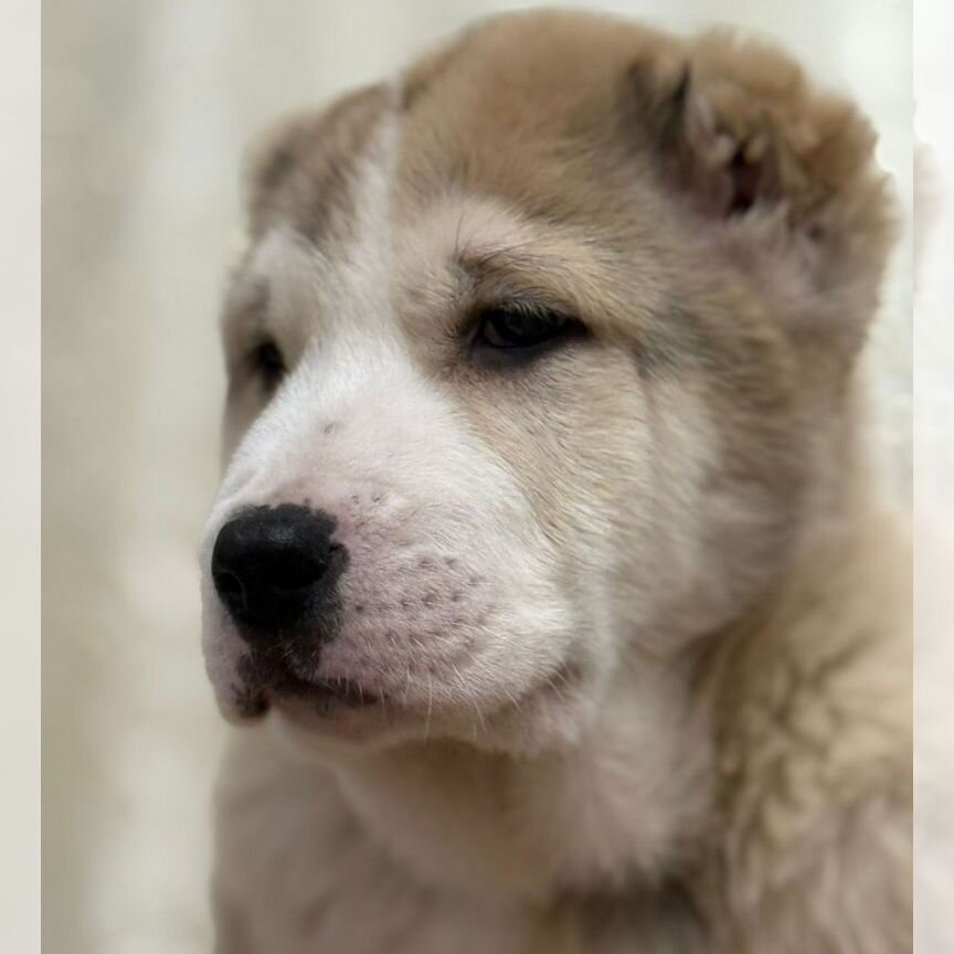 Среднеазиатская овчарка, щенок