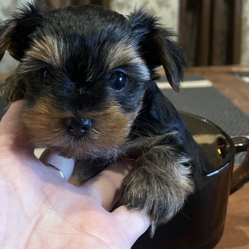 Йоркширский терьер, щенок