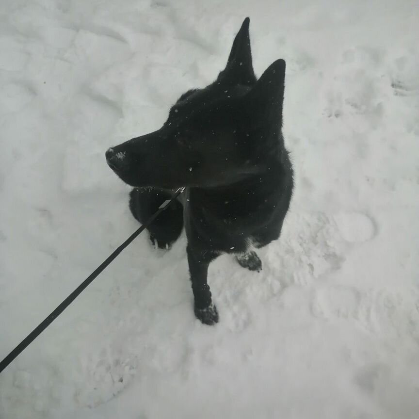 Собака в добрые руки