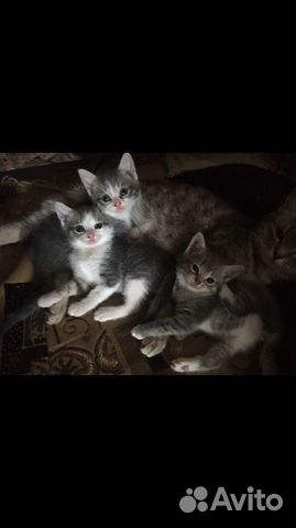 Маленькие защитники (котята)