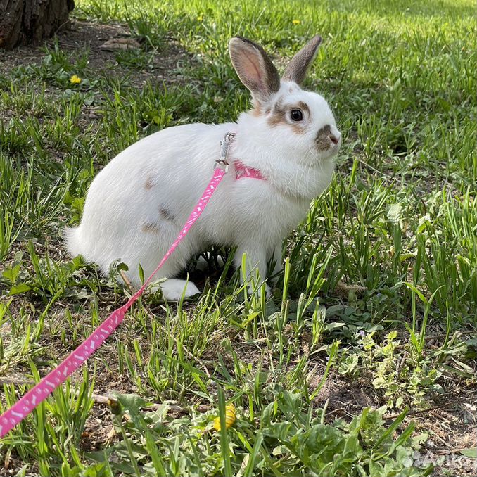 Вязка кроликов