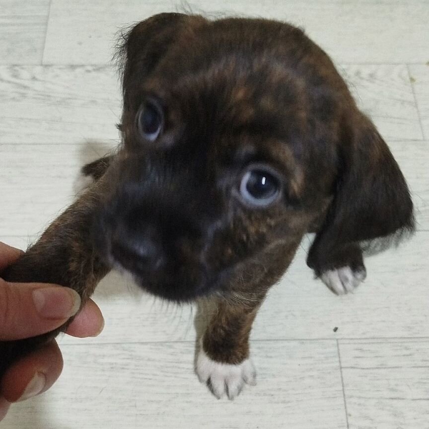 Щенок Стаффорда