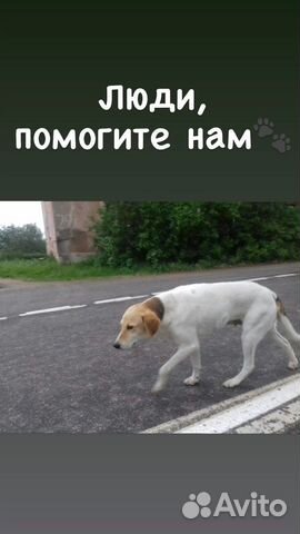 Собака ждет помощи