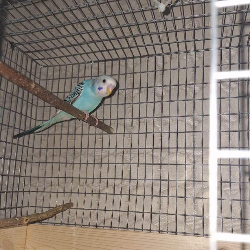 Волнистый попугай с клеткой