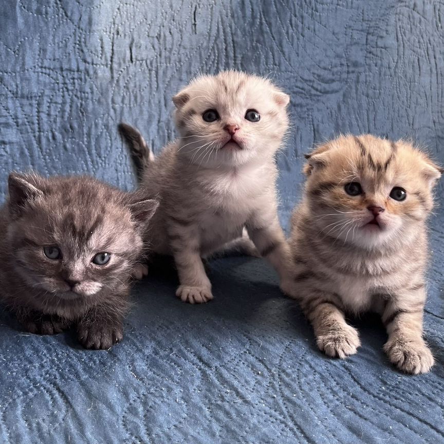 Шотландский вислоухий короткошёрстный котёнок