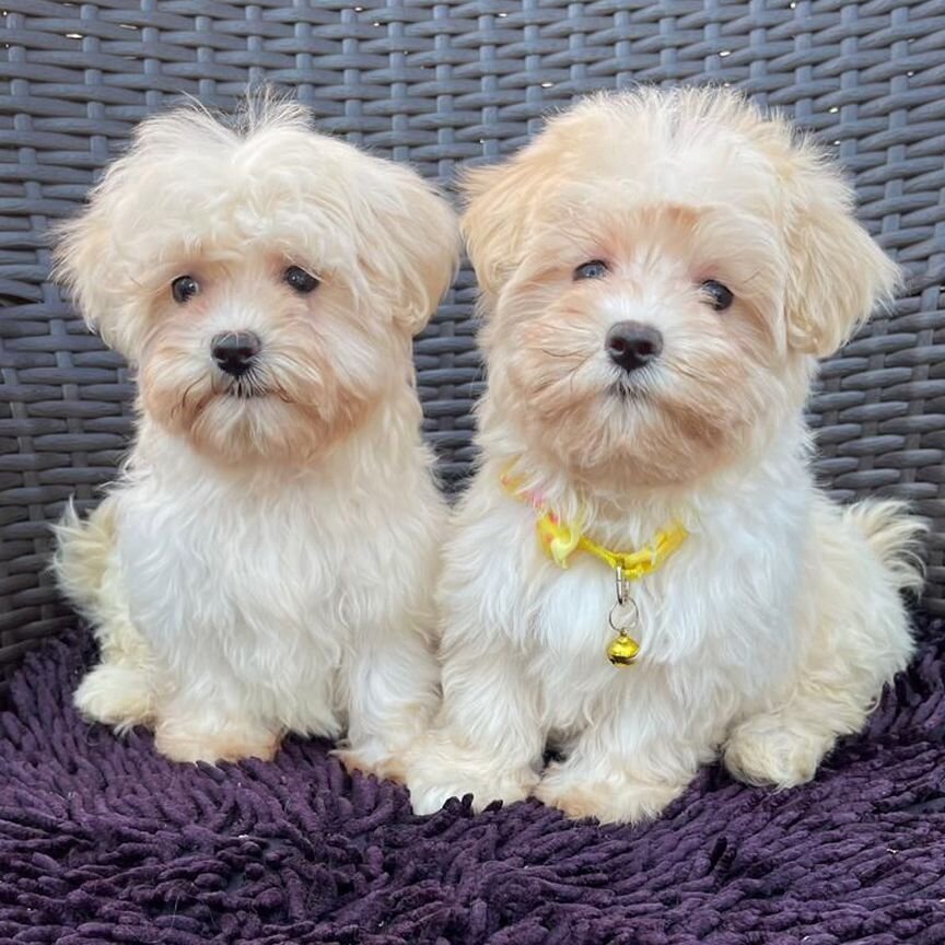 Маленькие принцессы