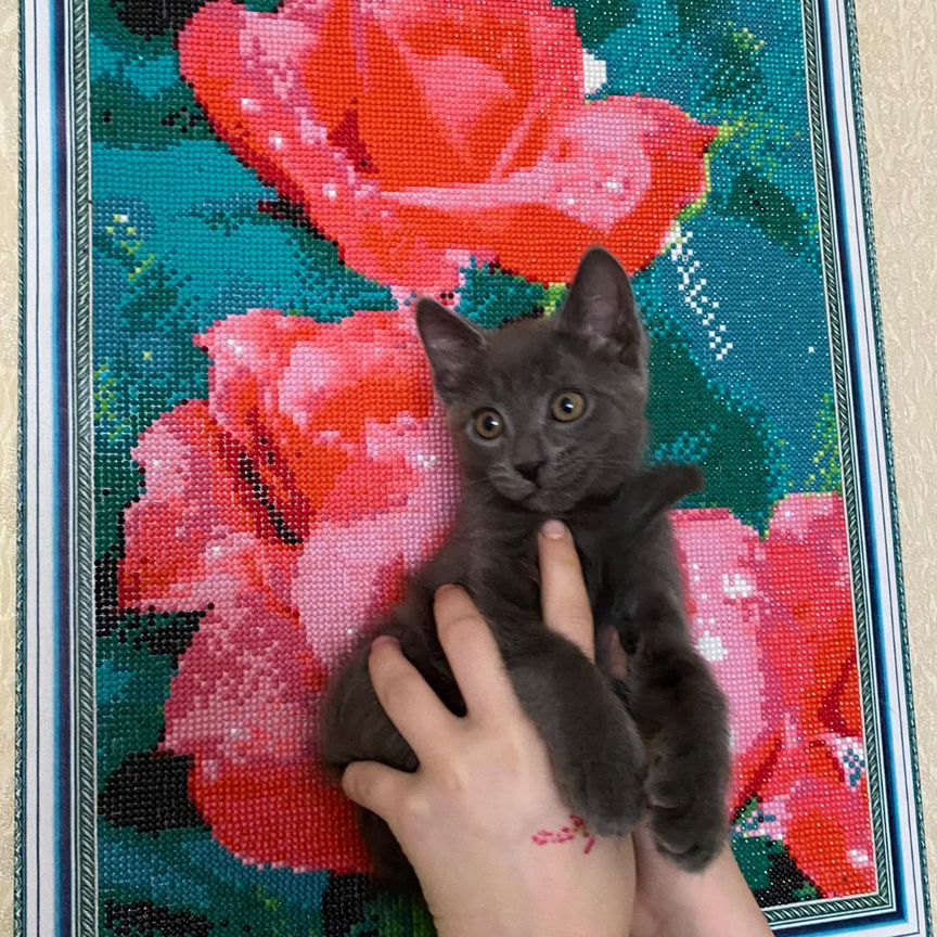 Котёнок в добрые руки