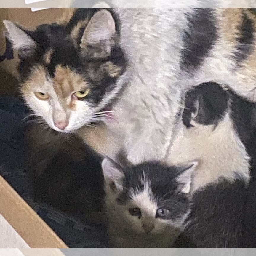 Котята в добрые руки бесплатно мальчики