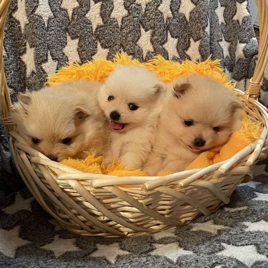 Померанский шпиц мини