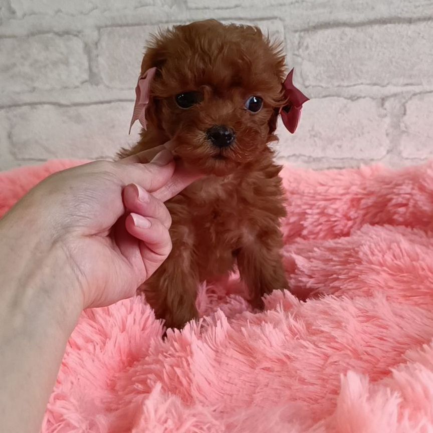 Той-пудель, щенок