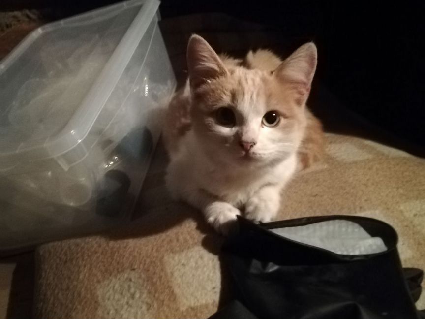 Кошечка