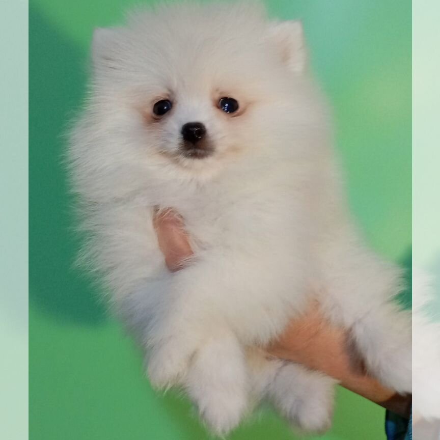 Померанский шпиц, щенок