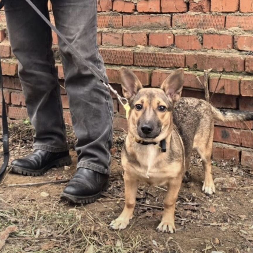 Отдам собачку в добрые руки