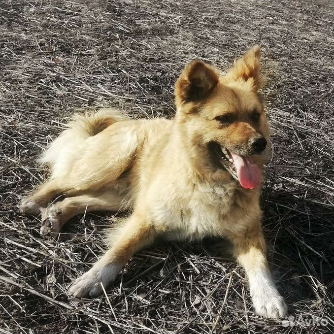 Рыжий песик Фокс 1 год с доставкой