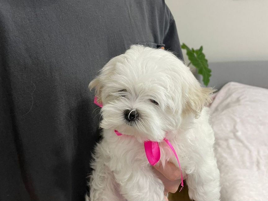 Щенки мальтийской болонки mini