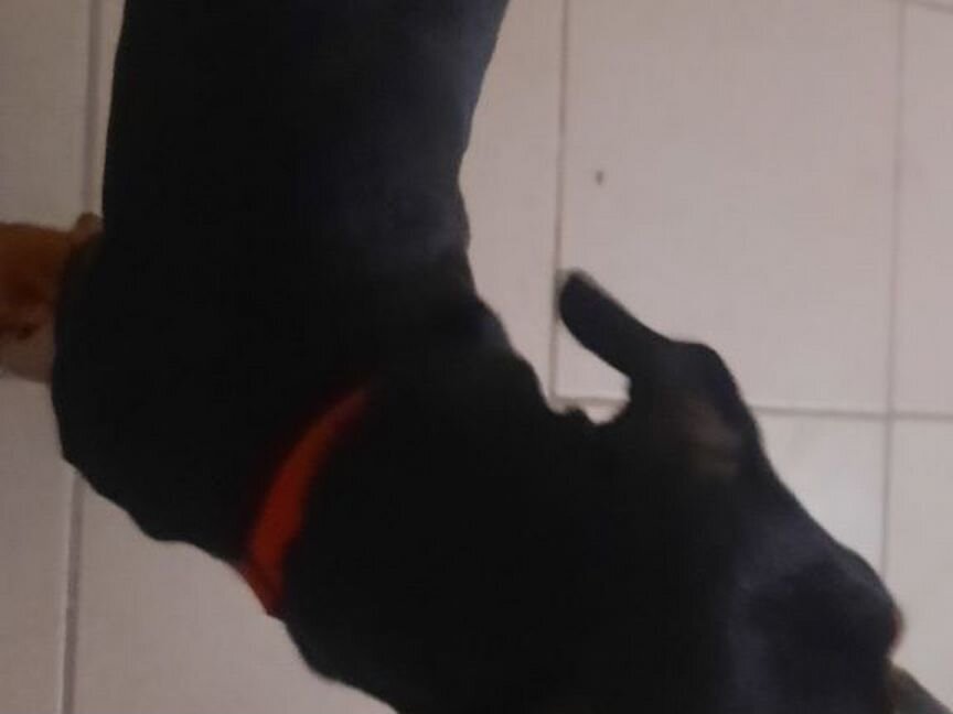 Найдена собака черная такса