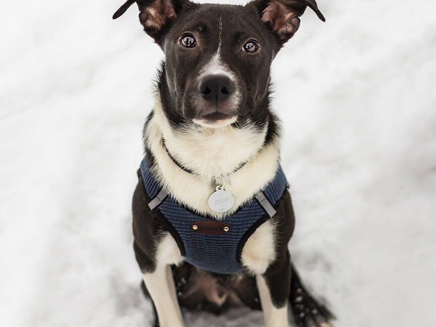 Собака черно-белая мальчик в добрые руки