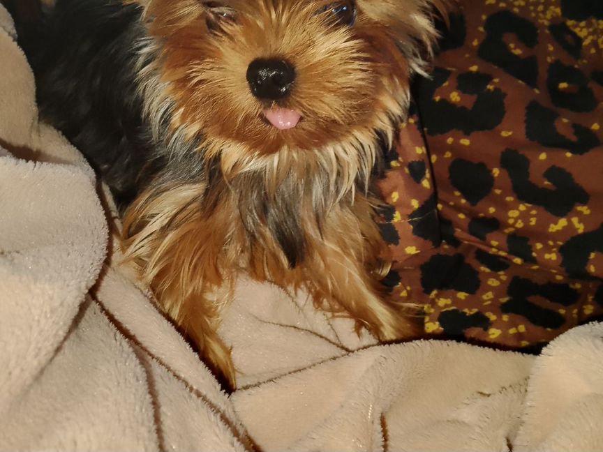 Йоркширский терьер бесплатно