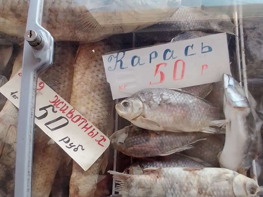 Рыба для животных