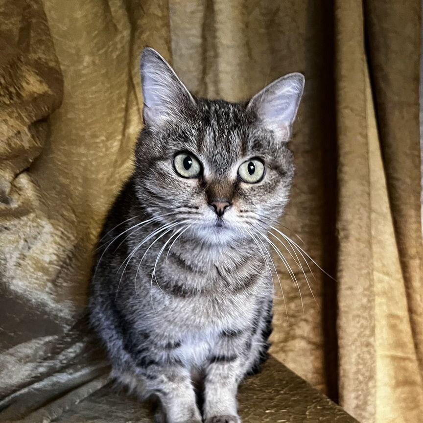 Прелестная кошечка для души