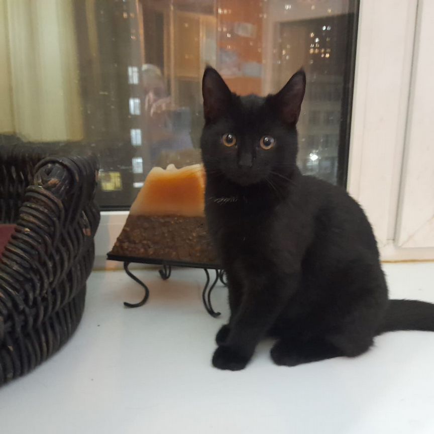 Три милых котенка ищут хозяев