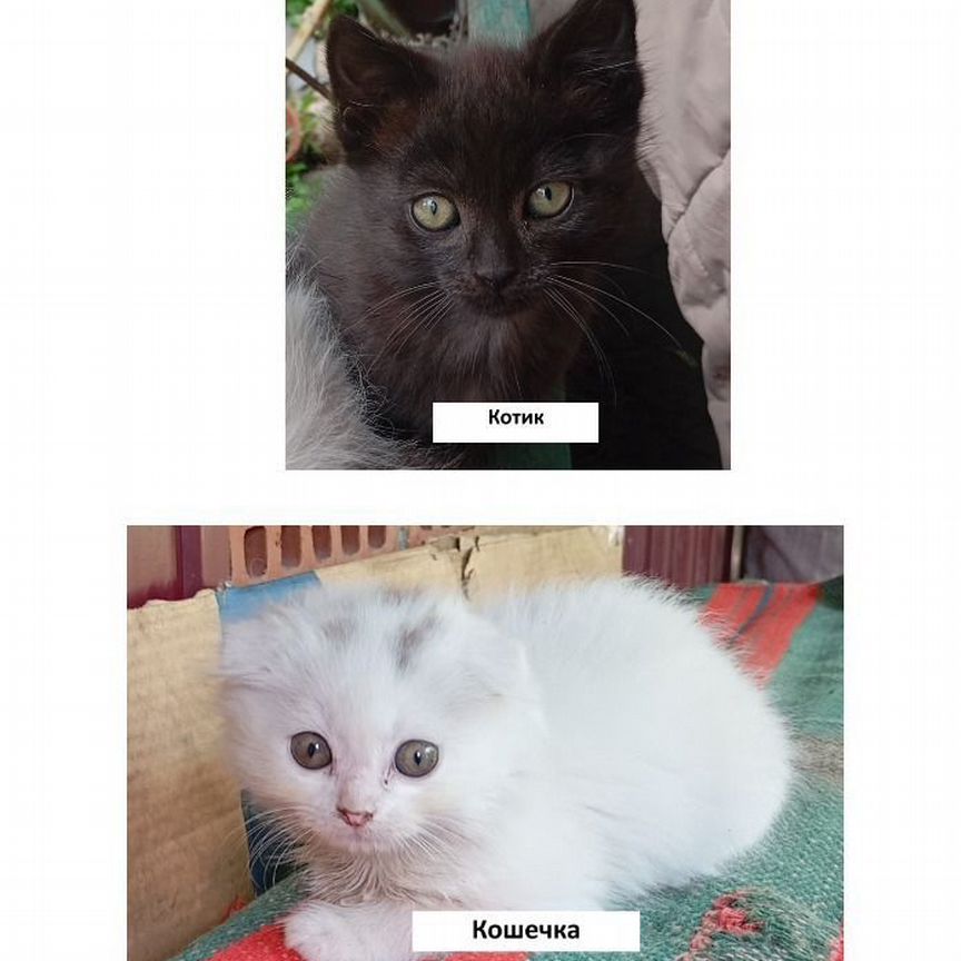 Котята в добрые руки