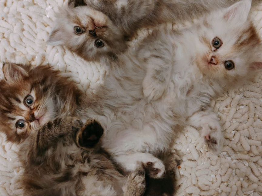 Котята в добрые руки бесплатно