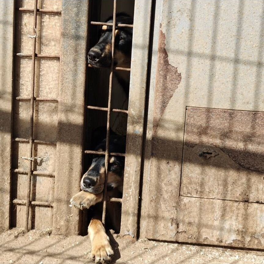 Взрослый пёс в добрые руки