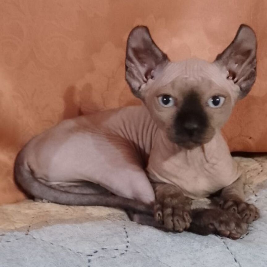 Канадский сфинкс эльф котенок