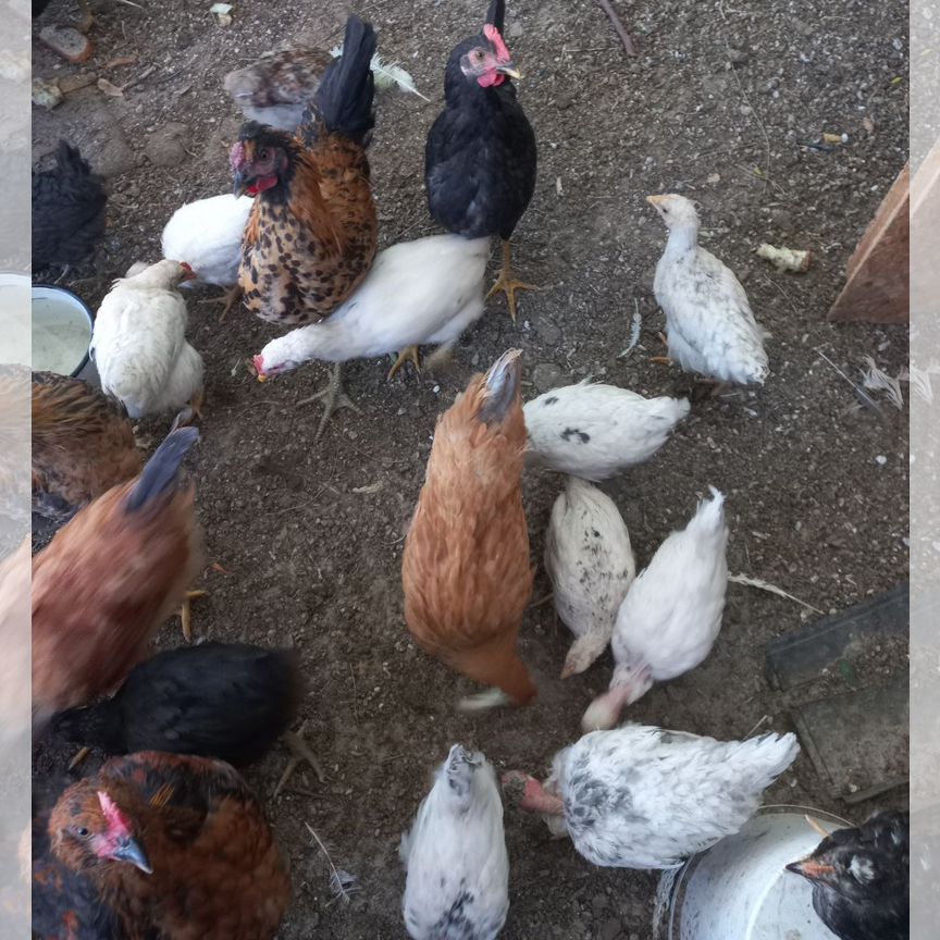 Цыплята молодки несушки