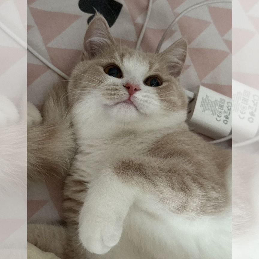 Котёнок в добрые руки