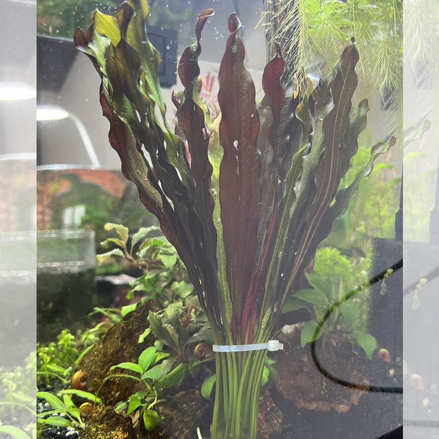 Аквариумное растение