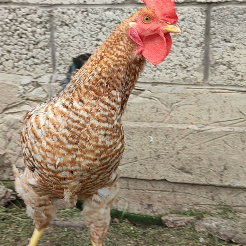 Молодые петухи