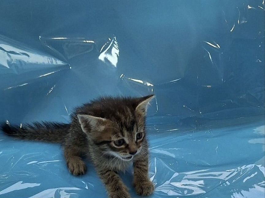 Котята в добрые руки бесплатно