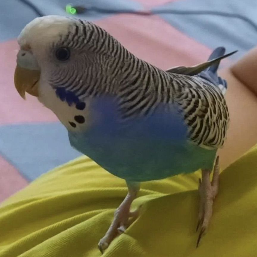 Волнистый попугай с клеткой