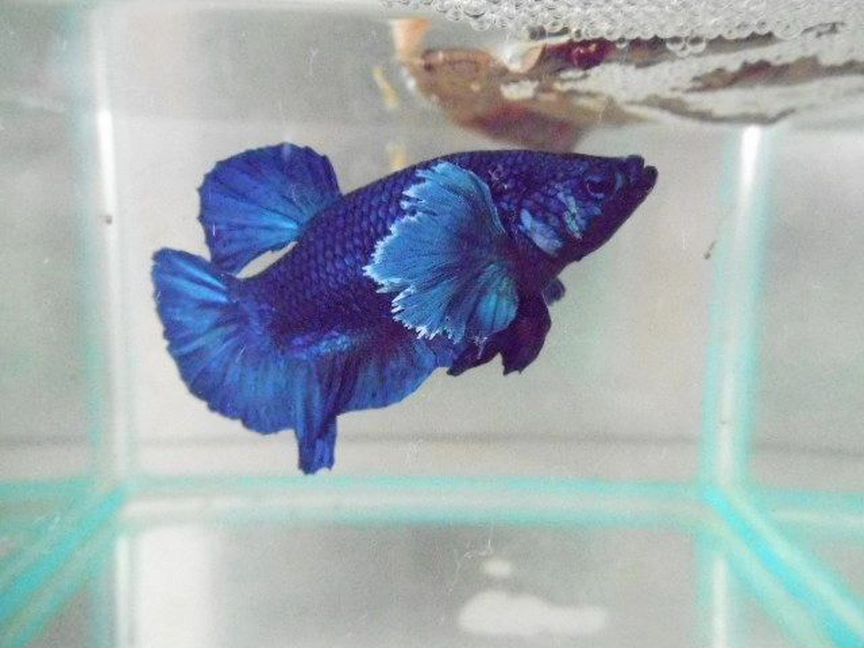 Рыбка Петушок - большой выбор