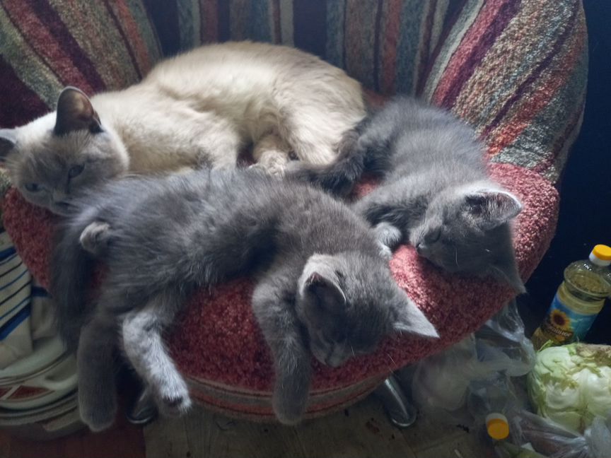 Отдам в добрые руки 2-х мес. котят, девочки