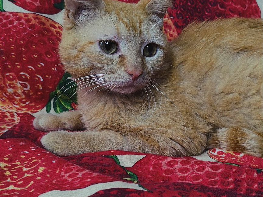 Котики бесплатно никому не нравится