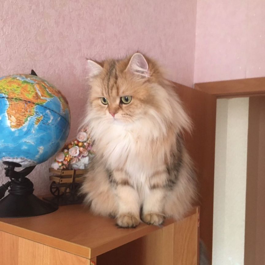 Шотландская прямоухая в добрые руки